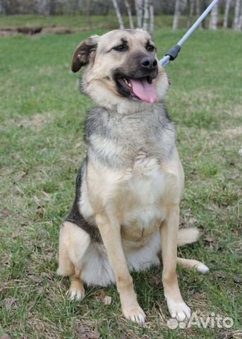 Умираю в приюте