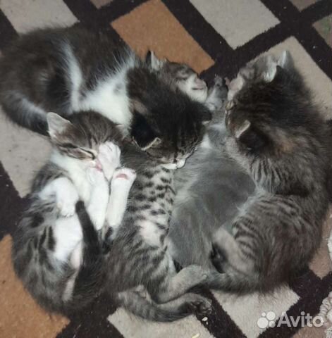 Кошки