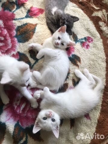 Котята в добрые руки