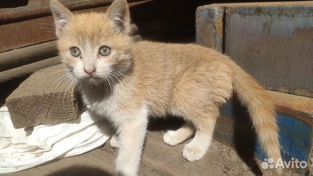 Котята мальчик рыжик и 2 девочки 2-2,5 мес ищут до