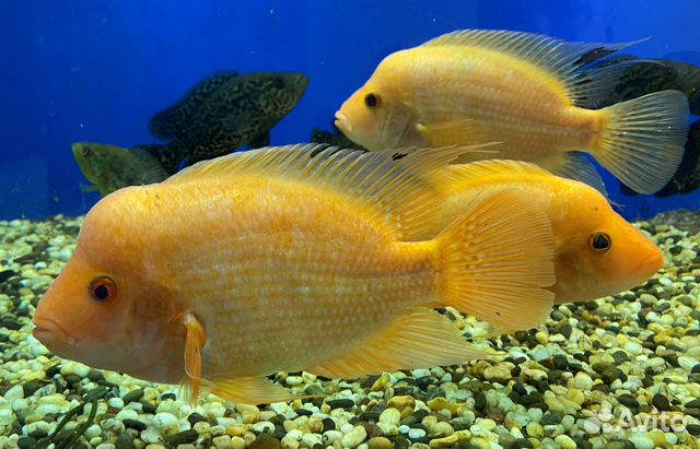 Подростки манагуанской и цинтроновой цихлазом