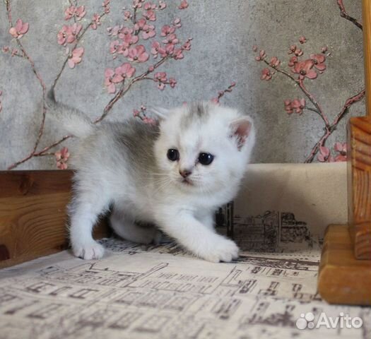 Шотландские черепаховые кошечки