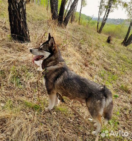 Восточно сибирская лайка. щенки. Помесь