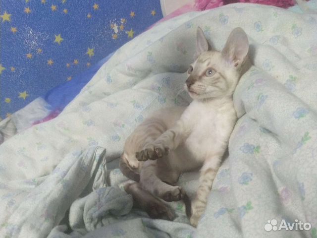 Корниш-рекс котик. 2,5 мес