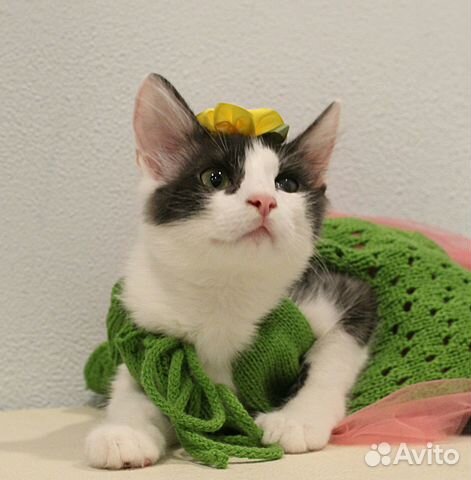 Котенок Коко Шанелька в добрые руки в дар