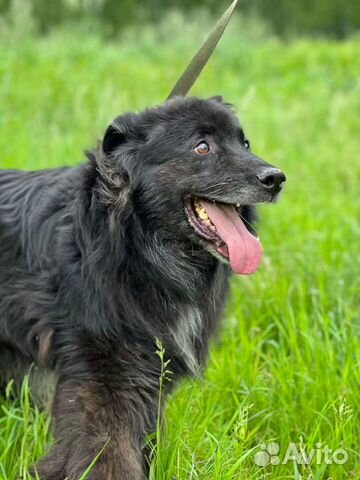 Медвежонок-собака