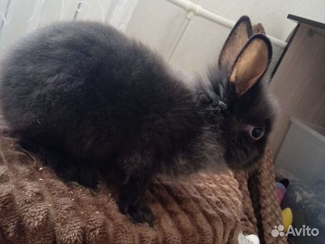 Крольчонок