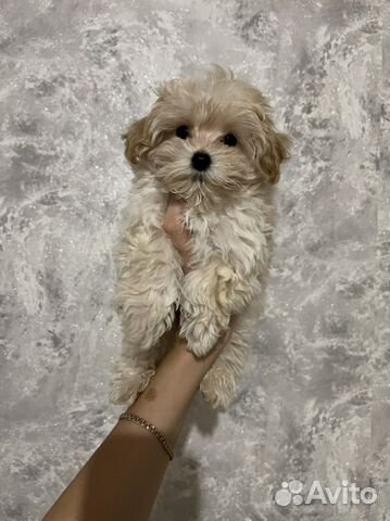 Мальтипу ф1 микро экстра профиль Baby face