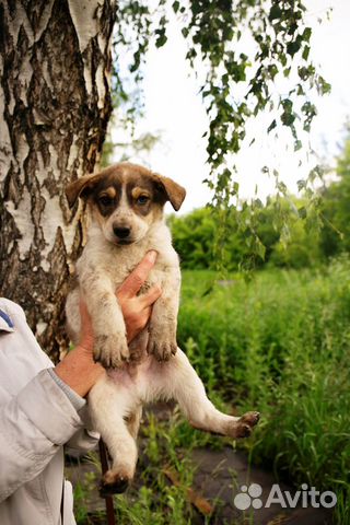 Не дайте мне погибнуть от голода