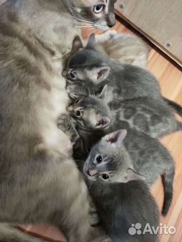 Бенгальские котята
