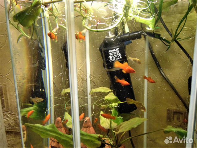 Меченосцы, гуппи - аквариум рыбки