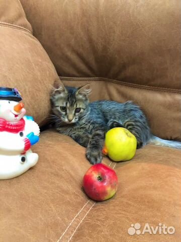 Котенок-девочка в поисках семьи,2 мес