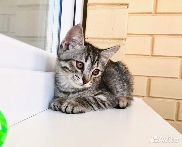 Ласковый котенок Мажор в дар добрым людям