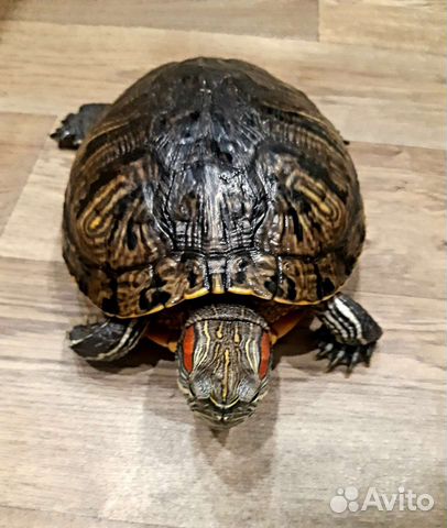 Красноухая черепаха с аквариумом