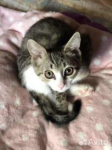 Очень шустрый котенок, шилопопая девочка в дар