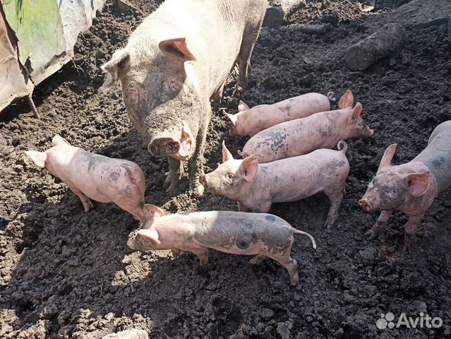 Поросята породы пьетрен