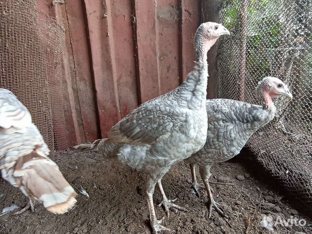 Индюки индюшки индейки