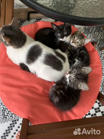 Котята в добрые руки