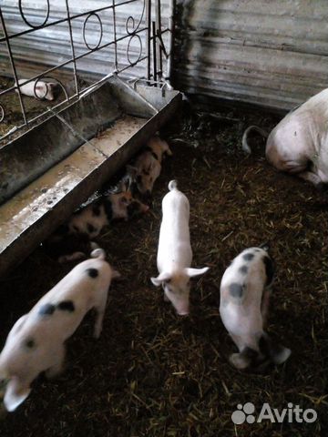 Продаю порасят