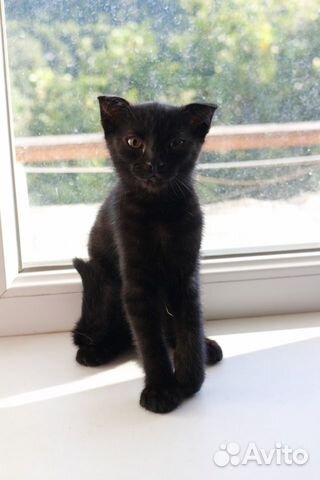 Котенок мальчик вислоухий метис