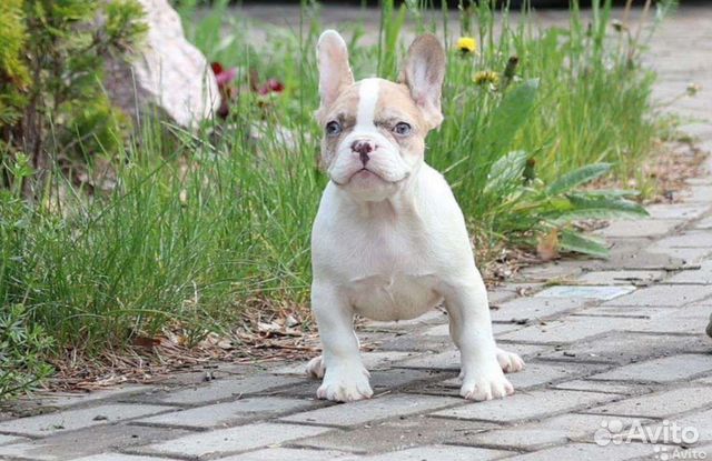 Французский бульдог щенки