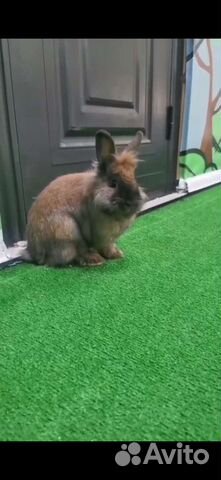 Декоративный кролик