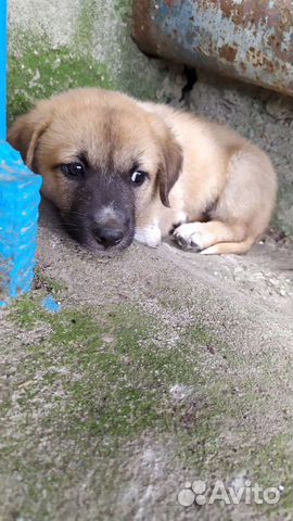 Два мальчика ищут дом, будут не крупными, 1,5 мес