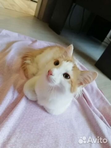 Котёнок в добрые руки