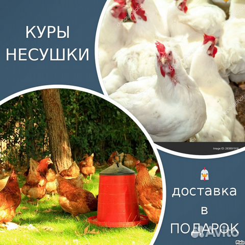 Несушки в ассортименте