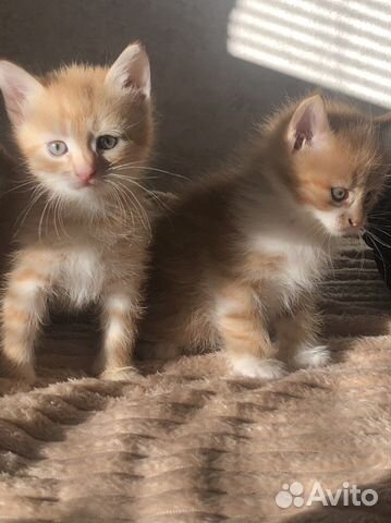 Рыжие котята в добрые руки