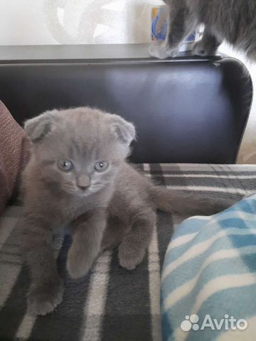 Веслоухи котенак