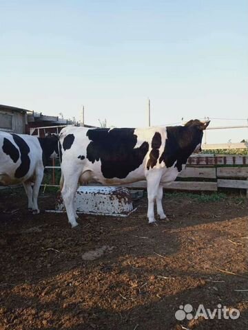 Корова хорошая дойная
