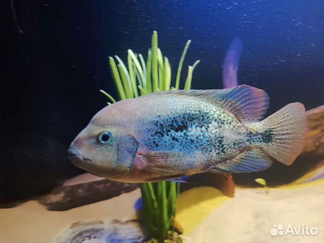 Вьеха Рио Азуфрес