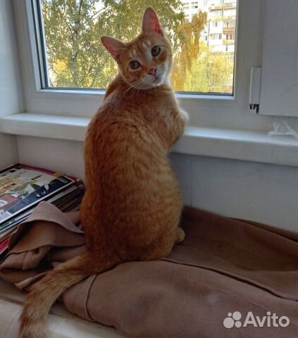 Котик в добрые руки
