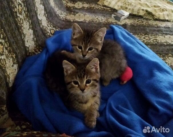 Котята 2 месяца Шерхан и Яся (кот и кошка)
