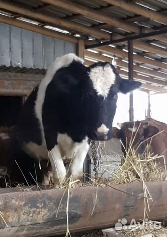 Домашние животные