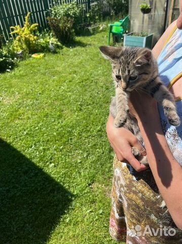 Котенок