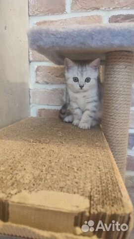 Кошки шотландцы