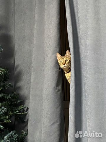 Бенгальская кошечка