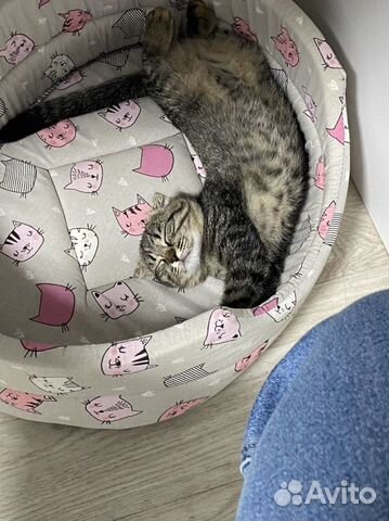 Шотланский вислоухий котенок