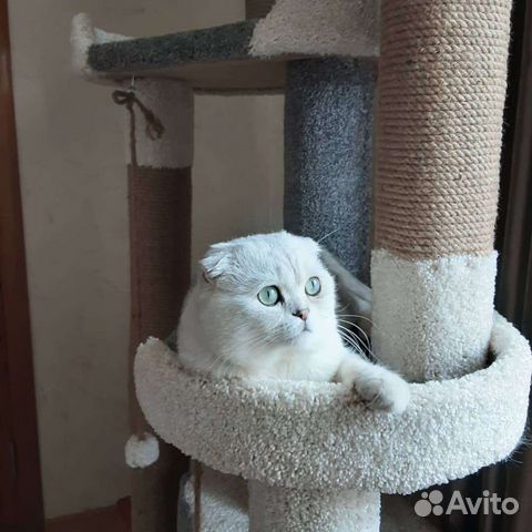 Шотландский кот на вязку