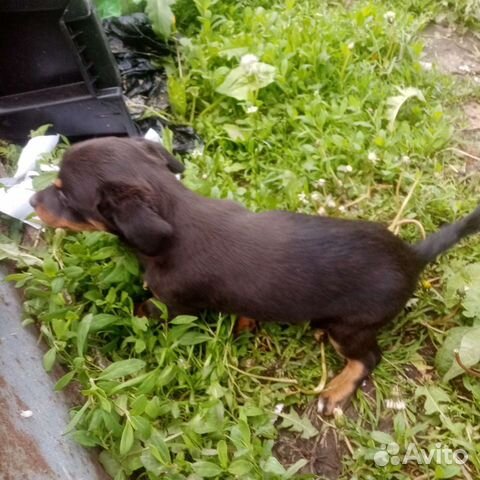 Щенки без породы