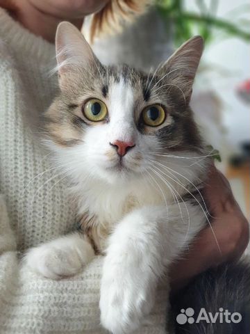 Котик Компотик в дар