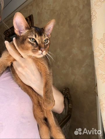 Абиссинский котик в разведение или любимцы