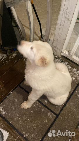 Щенок среднеазиатской овчарки девочка белая