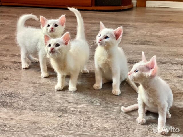 Котята Као-мани