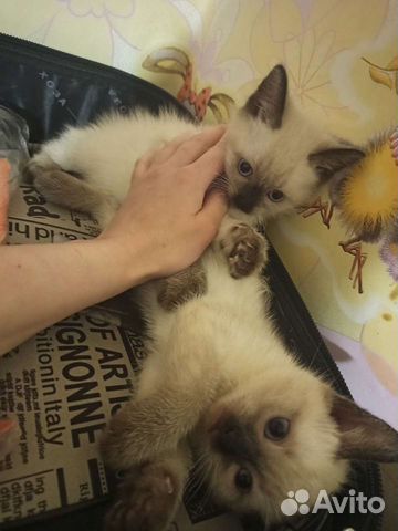 Сиамские котята 2000