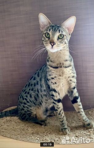 Котенок саванна