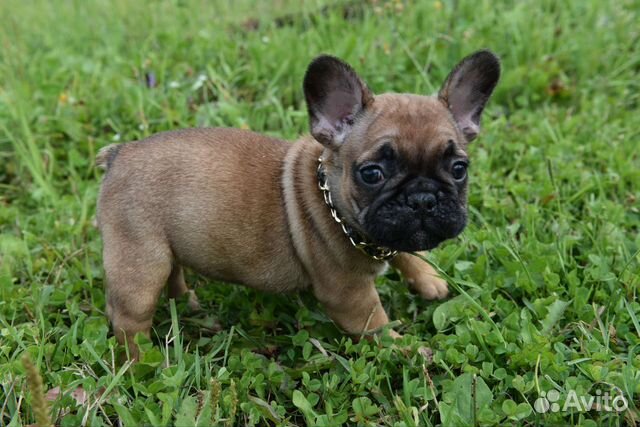 Французский бульдог щенок девочка