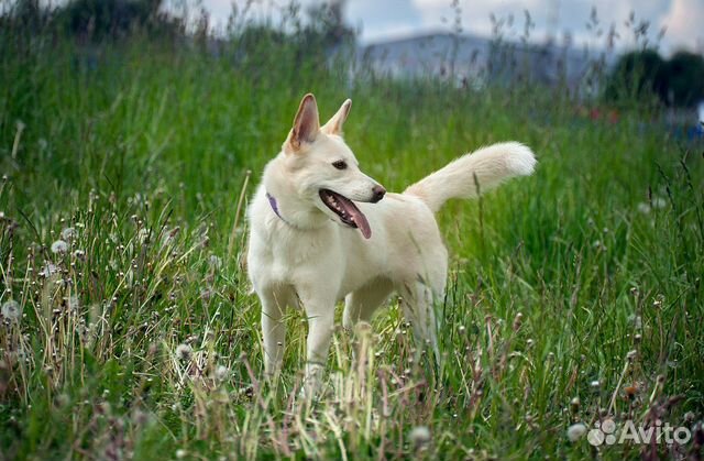 Особенная белая швейцарская овчарка Бель в дар